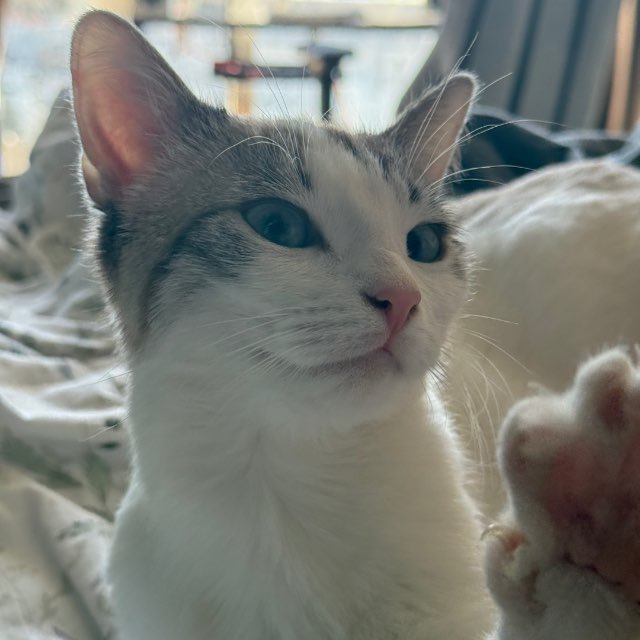 Telegram-чат "куримузонузербот [ру] чат" — @Dragon_Userbot_chat